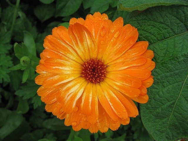 Calendula for Skin, the Time-Tested Calming and Healing Herb