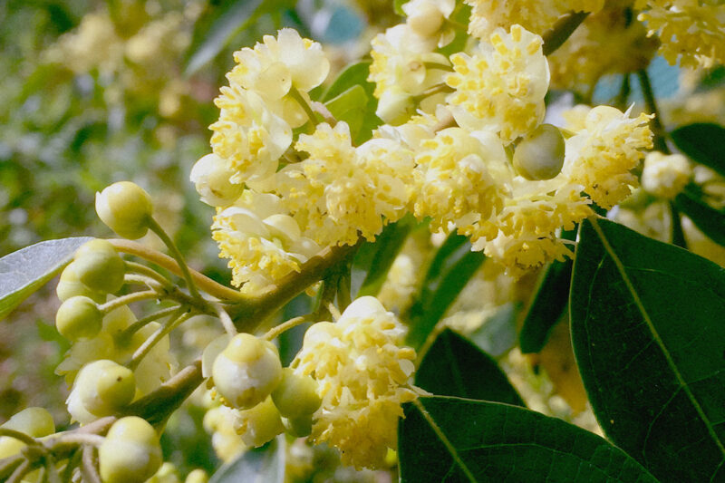 Litsea Cubeba Oil for Oily Skin