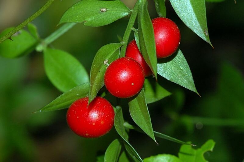Butcher’s Broom for Reducing the Appearance of Dark Circles
