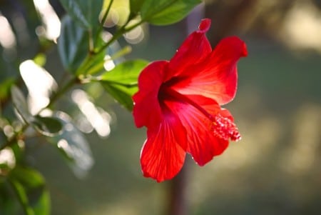 Hibiscus for Skin, the Natural Firming Plant