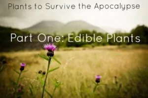 Plants to Survive the Apocalypse Part One: Edible Plants