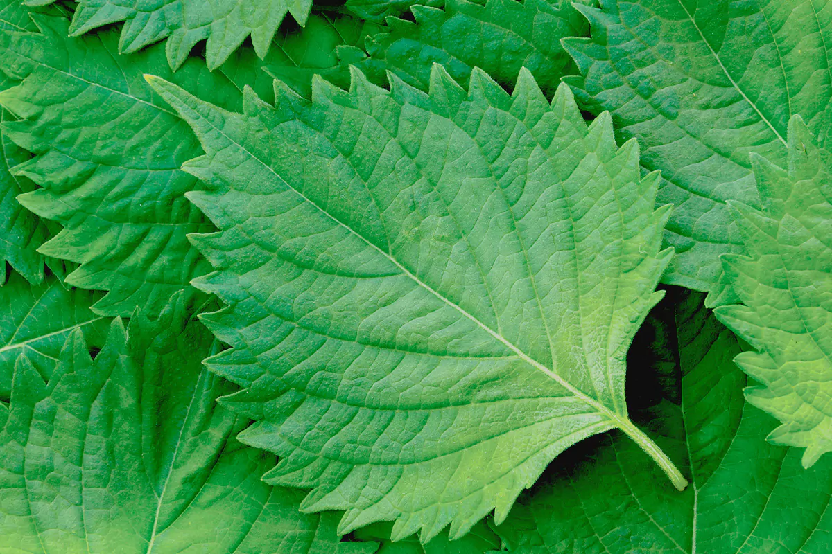 Perilla Seed Oil — Our New Ingredient Will Help You Fall in Love With ...