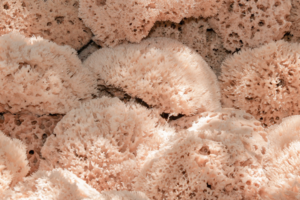 The Guide to Natural Sponges: What Actually Works