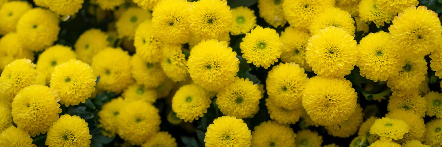 Emily Haupt | Annmarie Skin Care