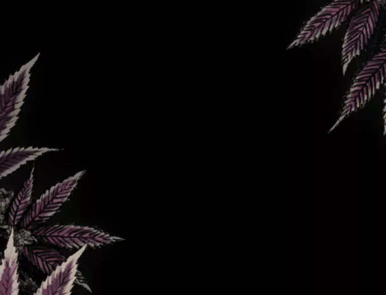 Top 5 Benefits of Cacao For Your Skin